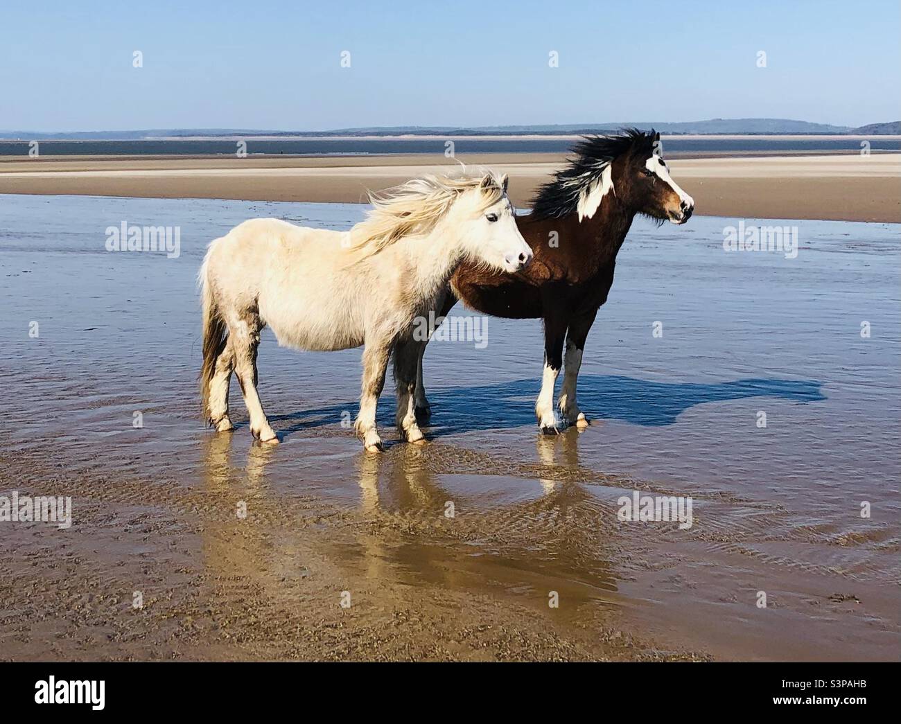 Ponies on beach hi-res stock photography and images - Alamy
