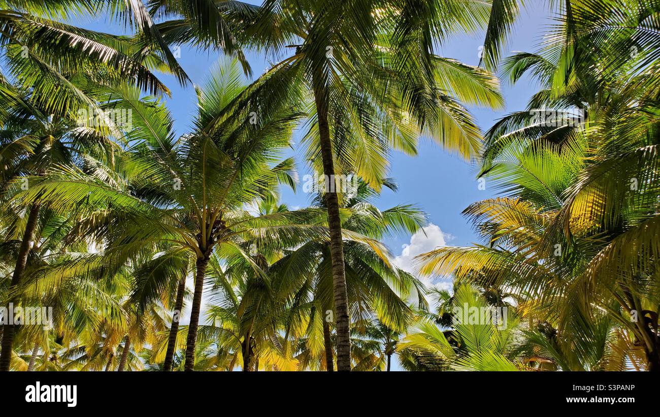 Palm tree forest. Plantations Stock Photo - Alamy