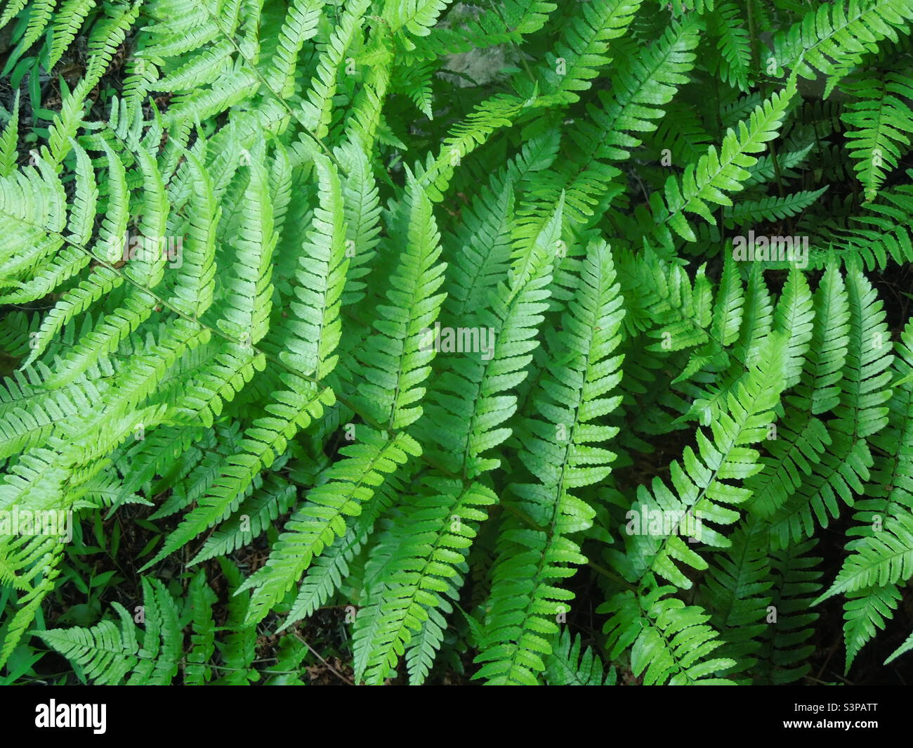 Fern texture hi-res stock photography and images - Alamy