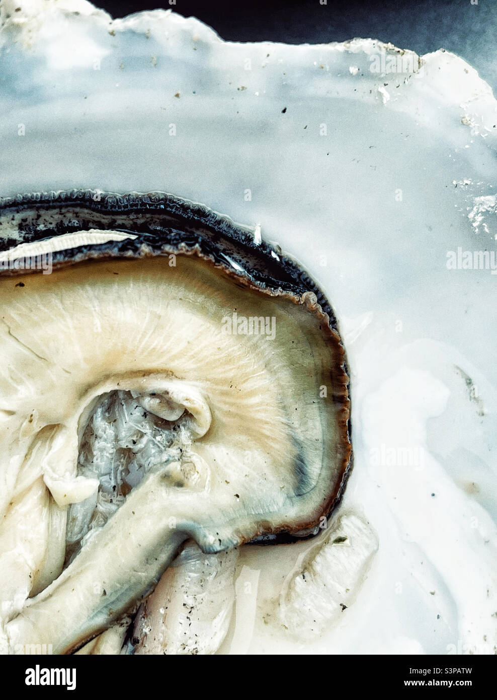 Famous Willapa Bay oyster Stock Photo - Alamy