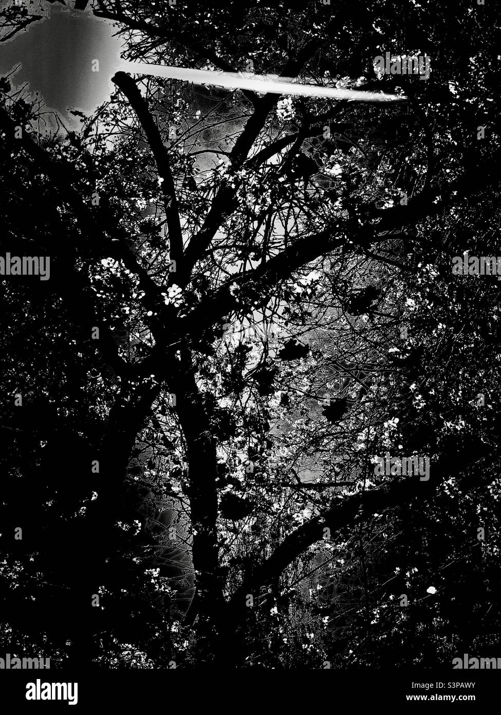 The backlight in the wood of a tree in the darkness Stock Photo - Alamy