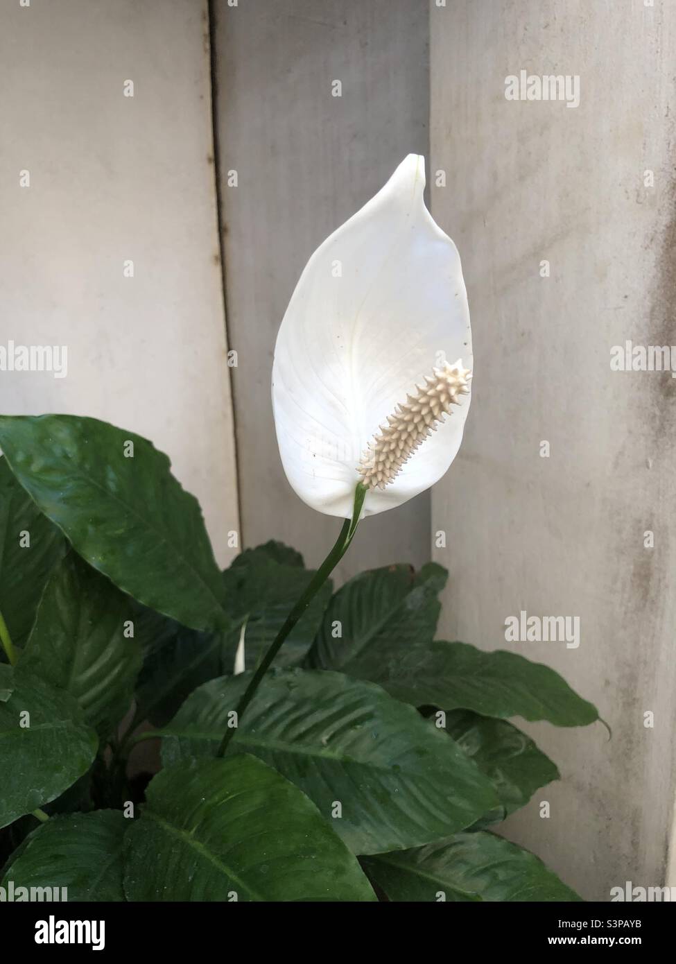 Fish lily hi-res stock photography and images - Alamy