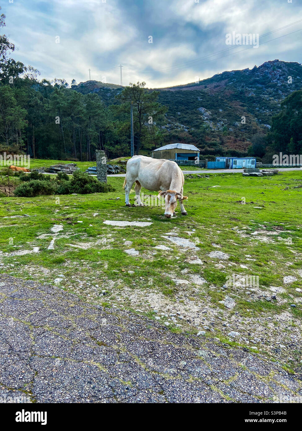 Galicia animals hi-res stock photography and images - Alamy