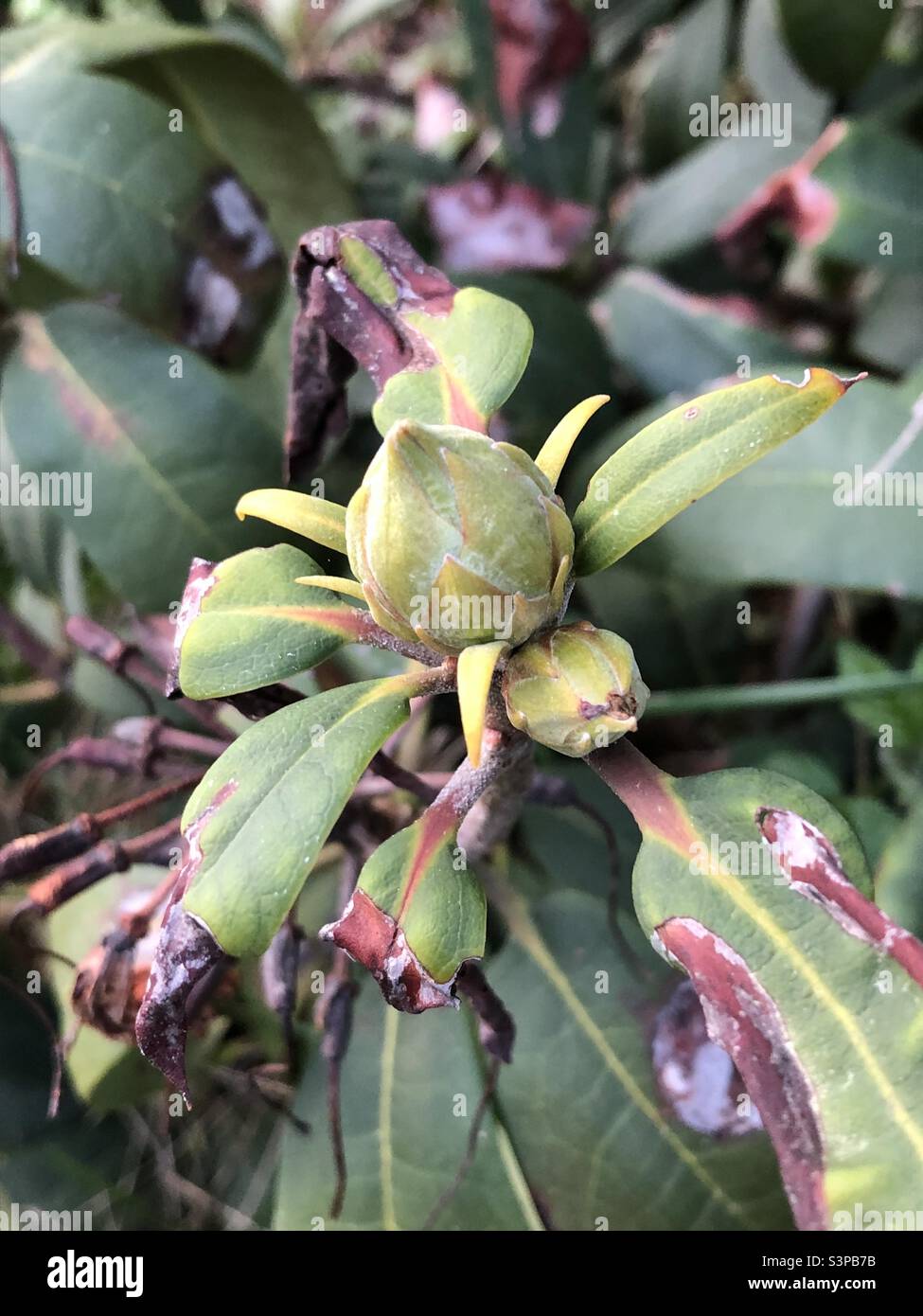 Dead alive plant hi-res stock photography and images - Alamy