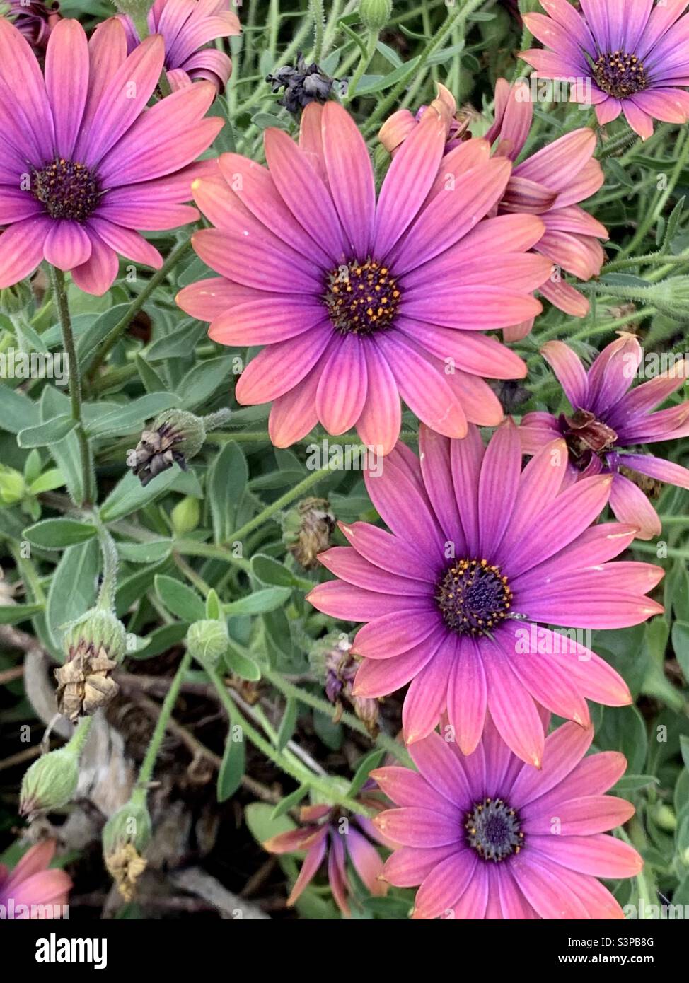Cape daisies hi-res stock photography and images - Alamy