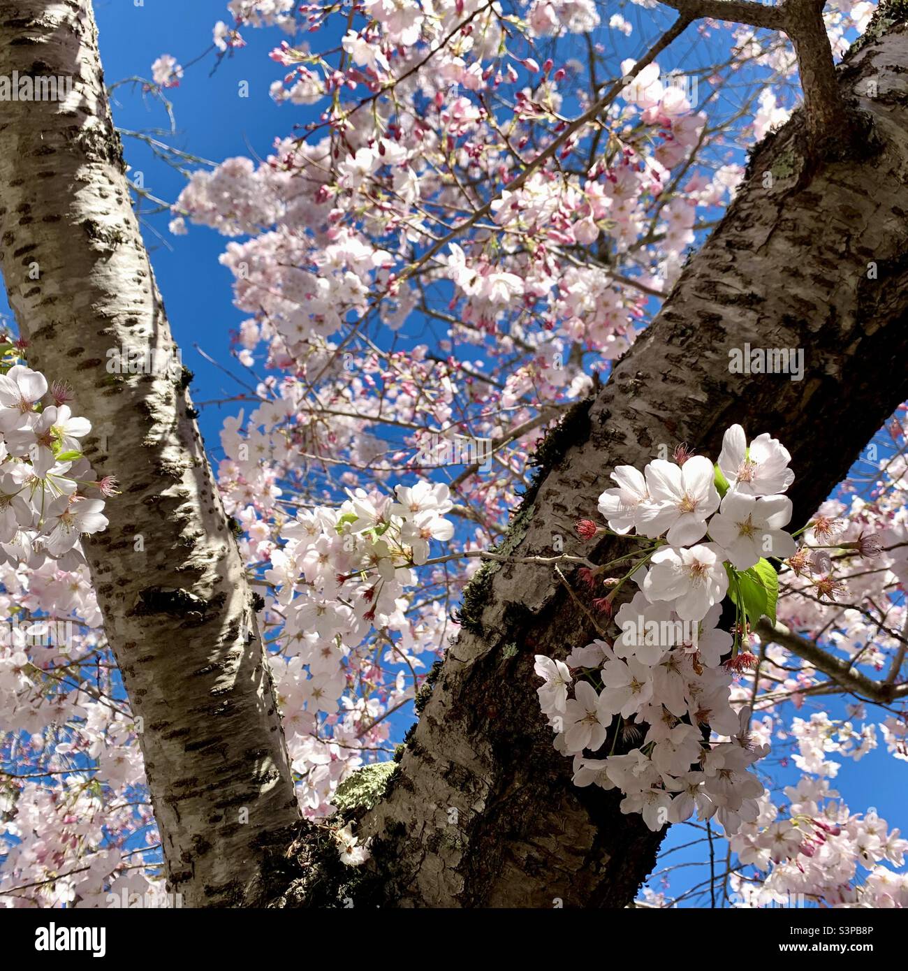 The v-shaped trunks of Sakura with Sakura in full bloom beyond the blue ...