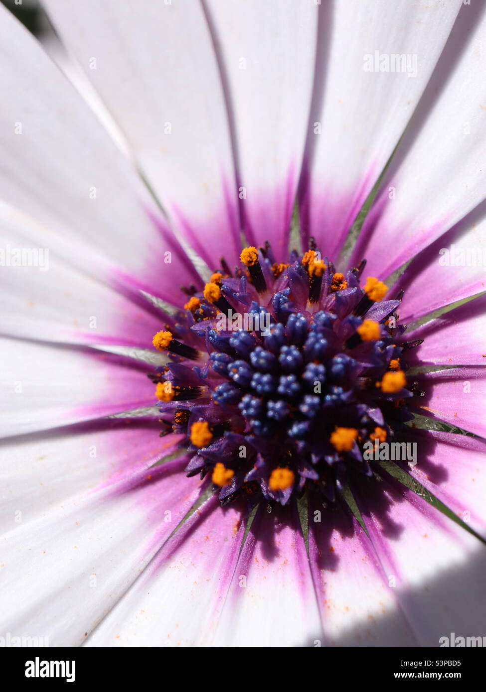 African Daisy centre Stock Photo - Alamy