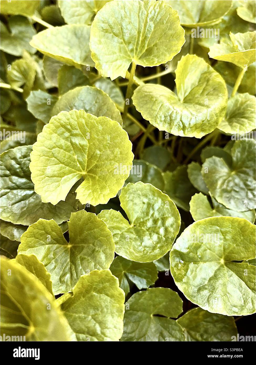 Gotu kola plant Stock Photo - Alamy