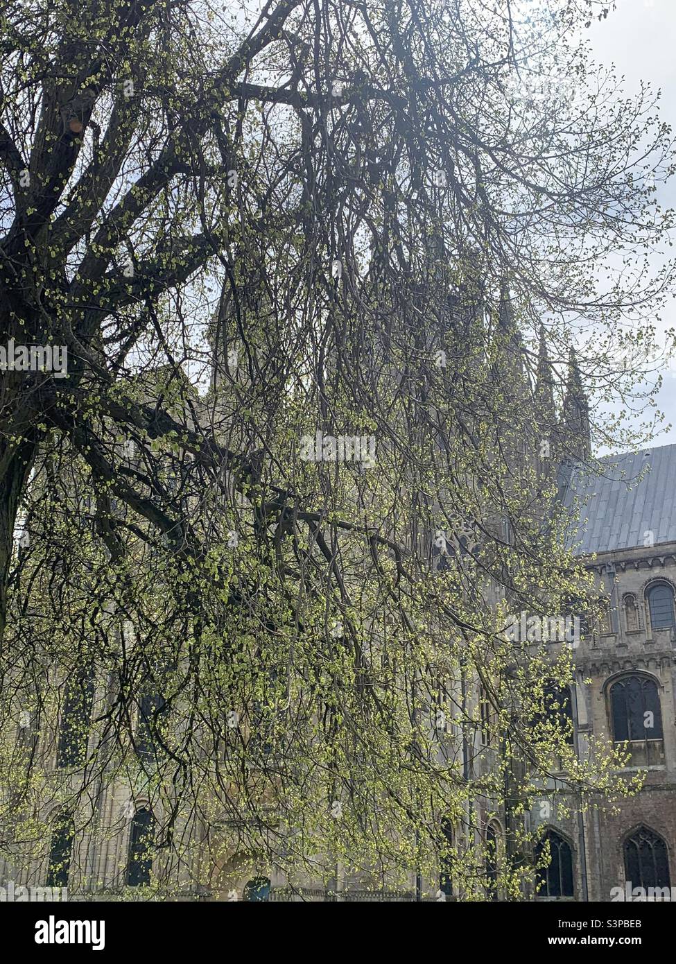 Cathedral through trees hi-res stock photography and images - Alamy