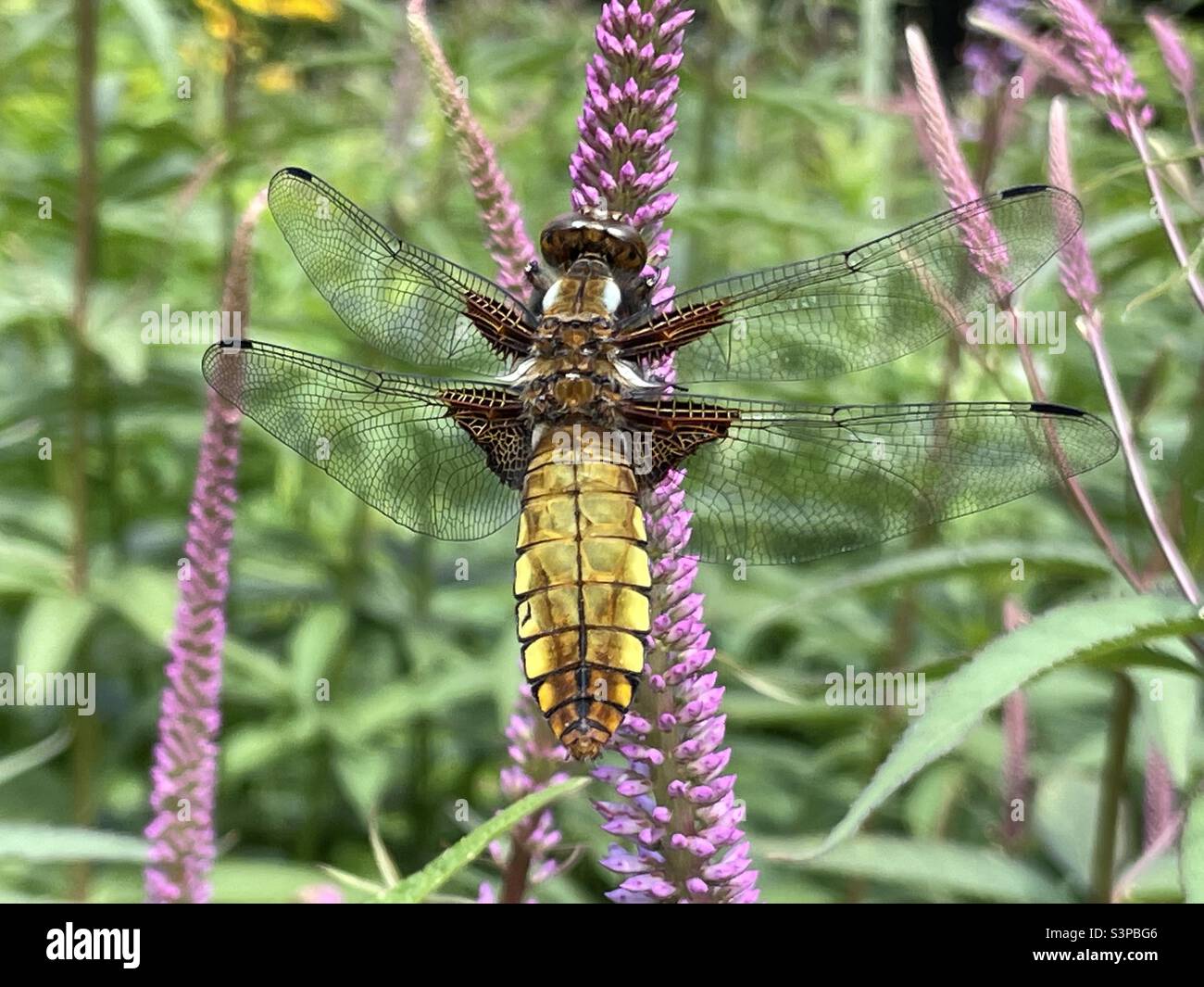 Broad-bodied Chaser Dragonfly (female), Manchester, UK Stock Photo - Alamy