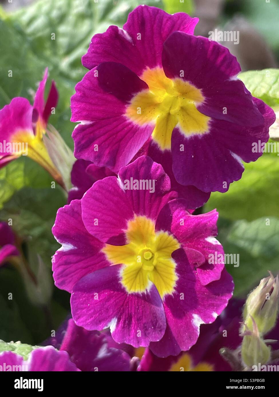 Symbols of manchester hi-res stock photography and images - Alamy