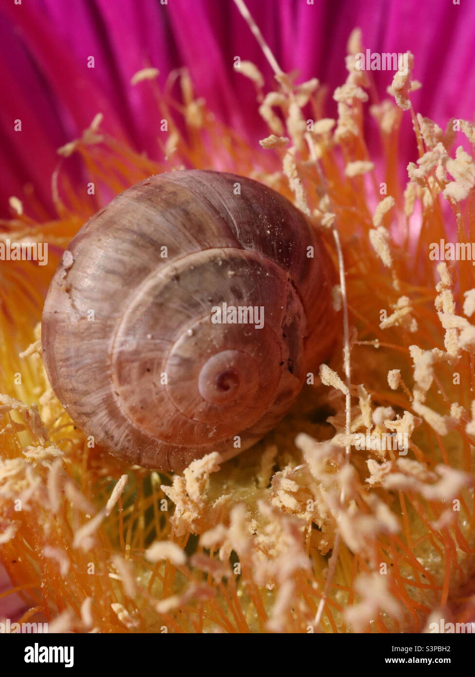Snail in a flower Stock Photo - Alamy