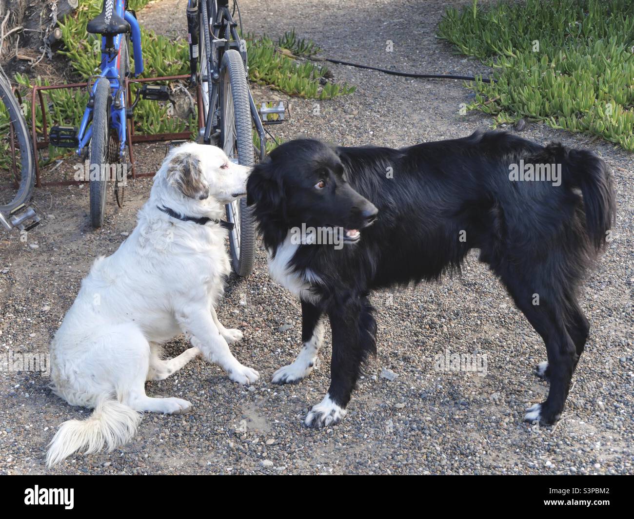 Cute dogs hi-res stock photography and images - Alamy