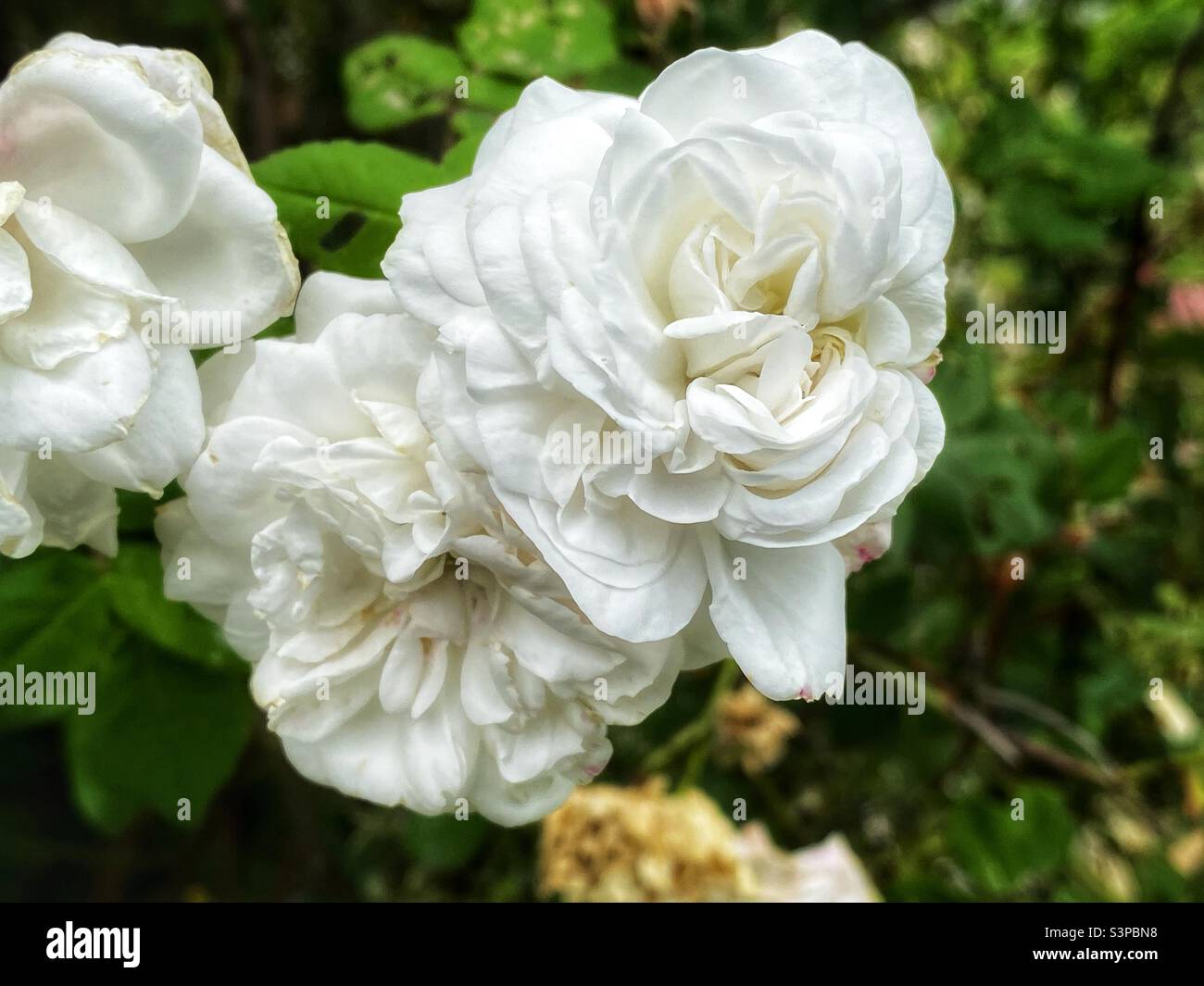 Full bloom white rose hi-res stock photography and images - Alamy