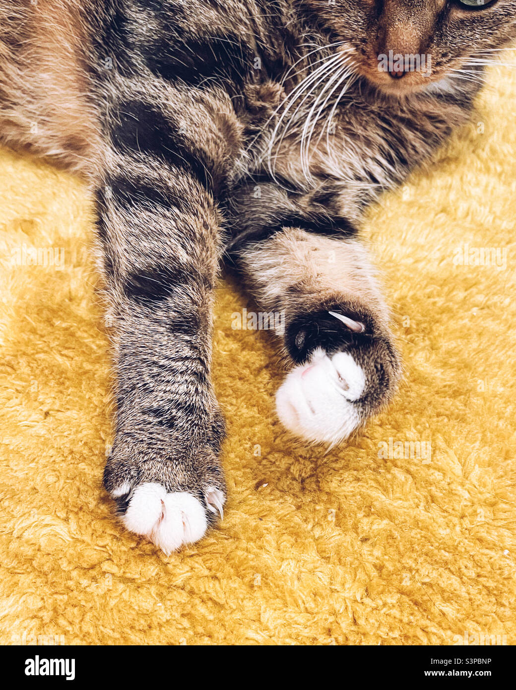 Domestic detail hi-res stock photography and images - Alamy
