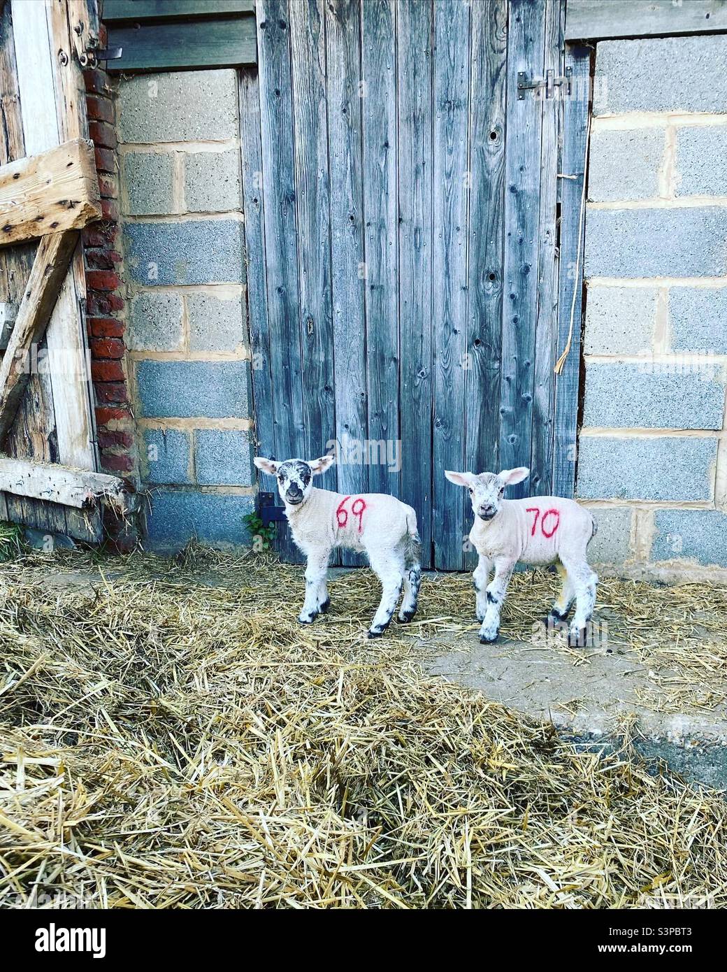 Lambs escaping farm 2022 Stock Photo - Alamy