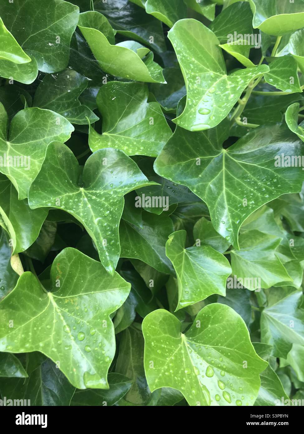 Hedera helix - ivy leaves - background - closeup Stock Photo - Alamy