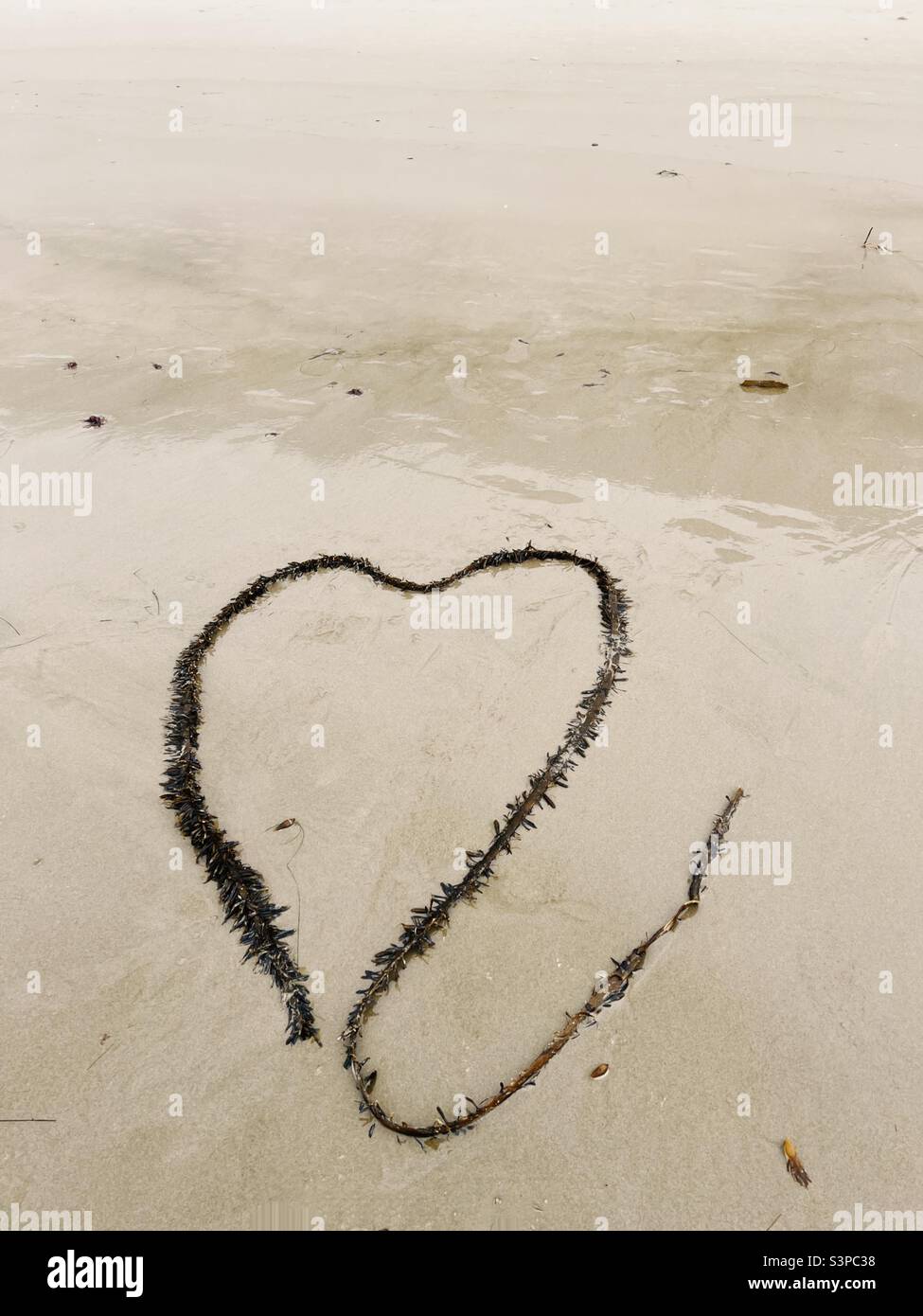 Seaweed heart at the beach in California March 2022 Stock Photo - Alamy