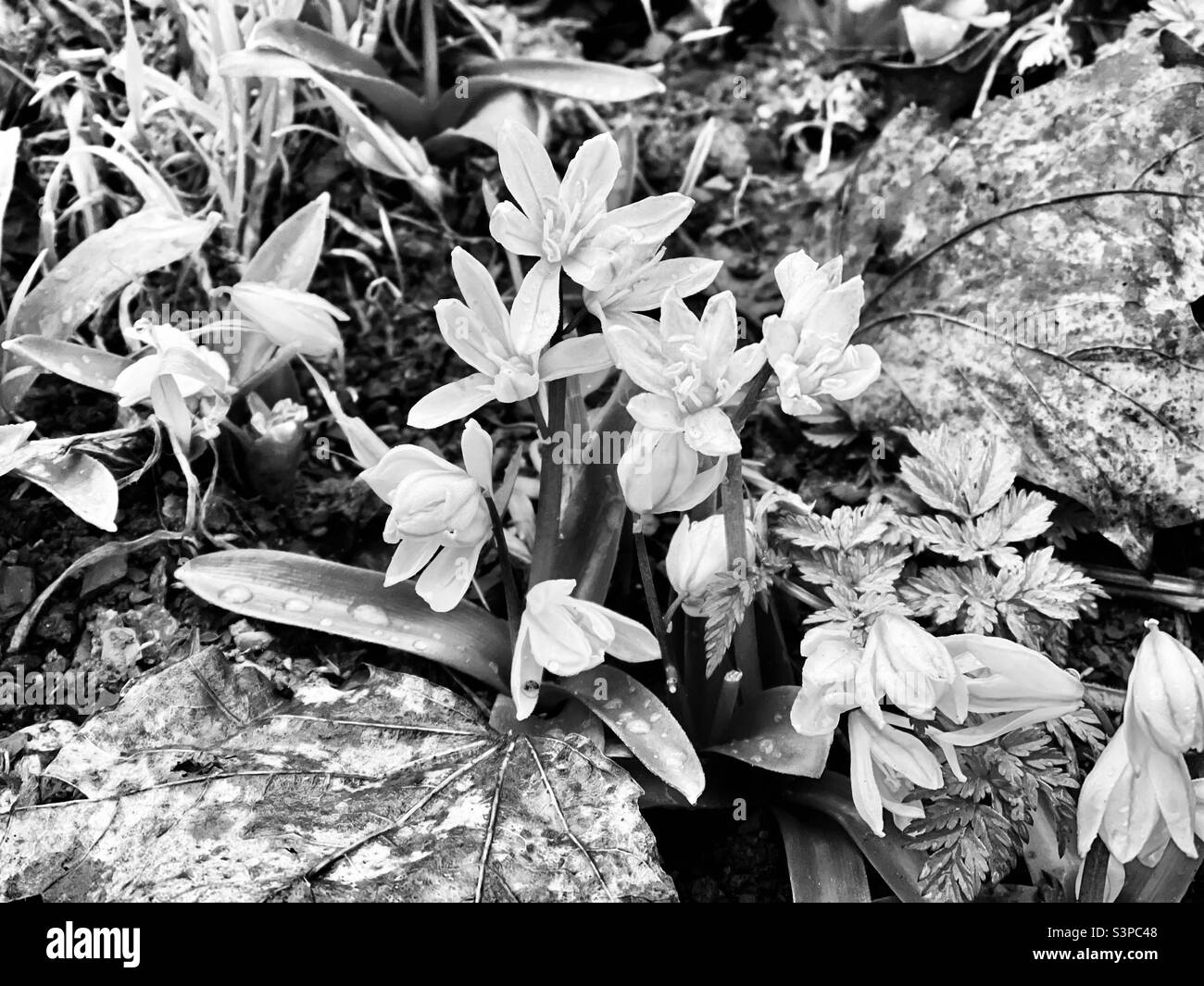 Wood Anemone - First Spring flowers - Anemonoides nemorosa - Windflower ...
