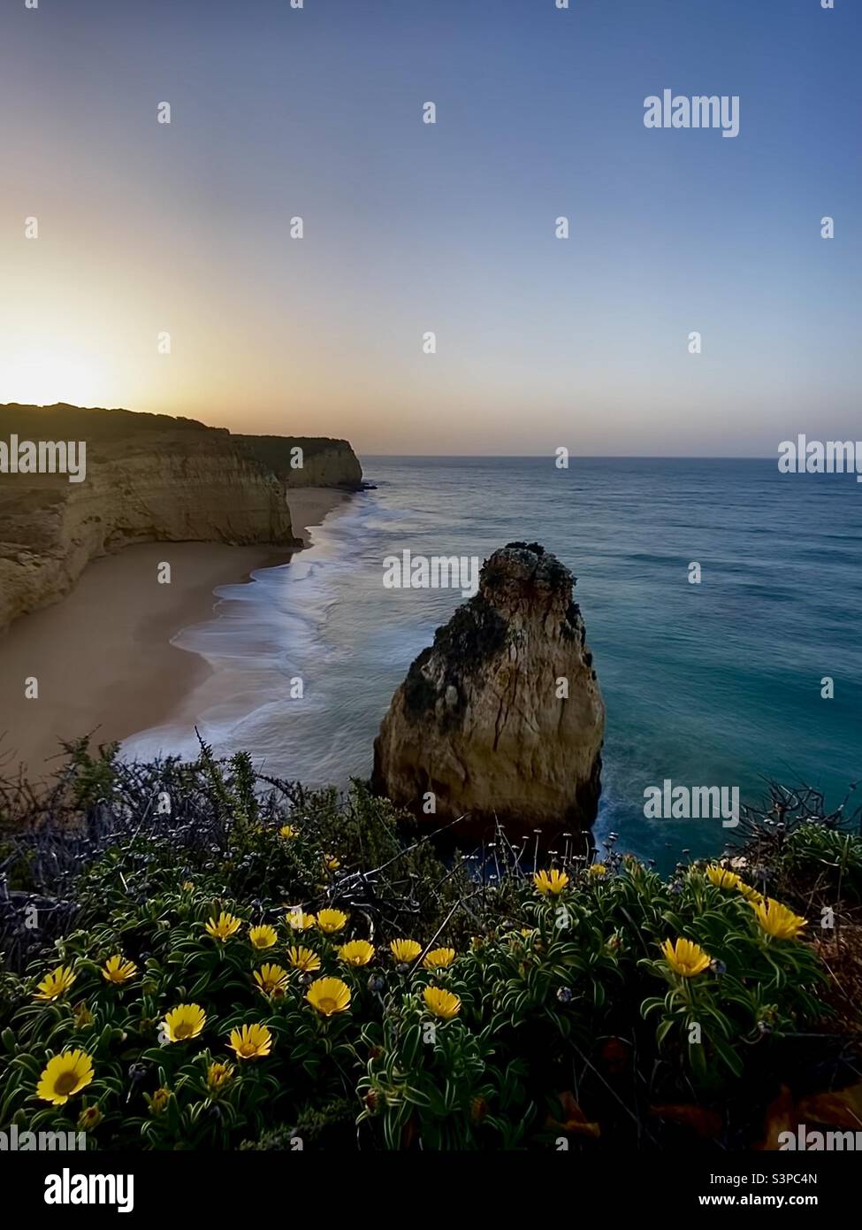Sea flowers hi-res stock photography and images - Alamy