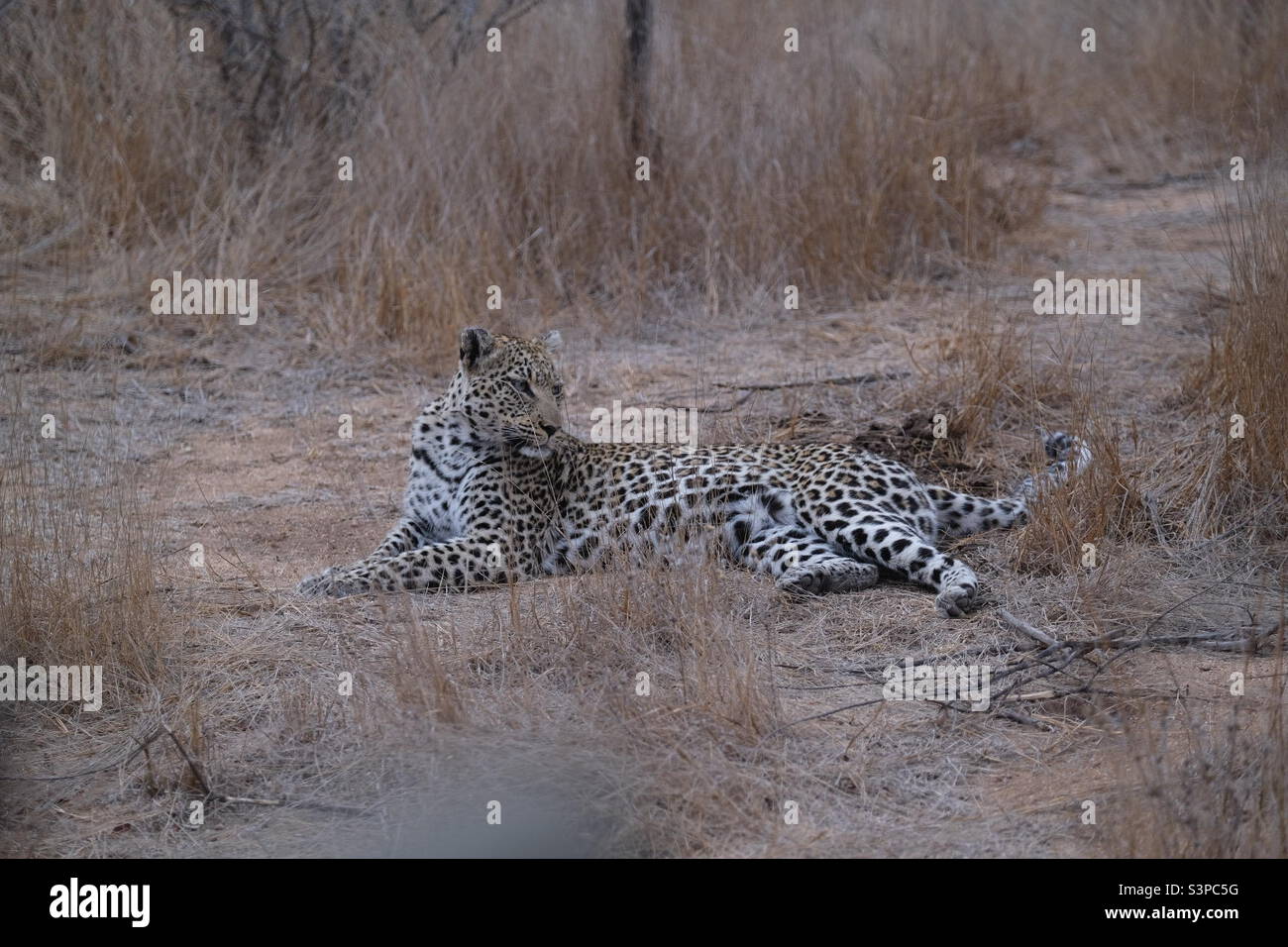 Predator spots hi-res stock photography and images - Alamy