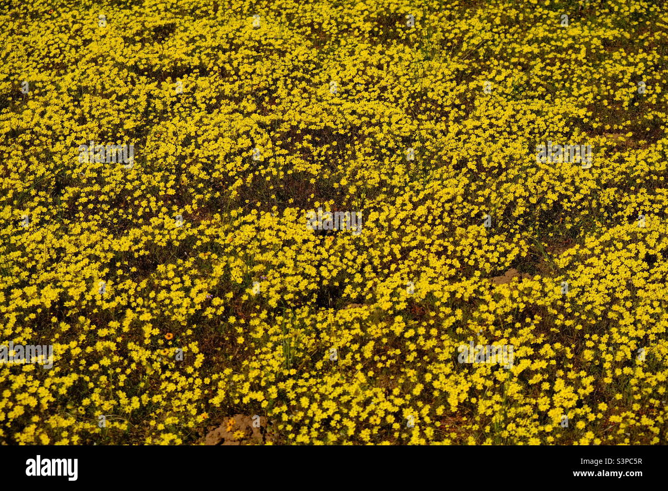 Cheerful yellow flower hi-res stock photography and images - Alamy