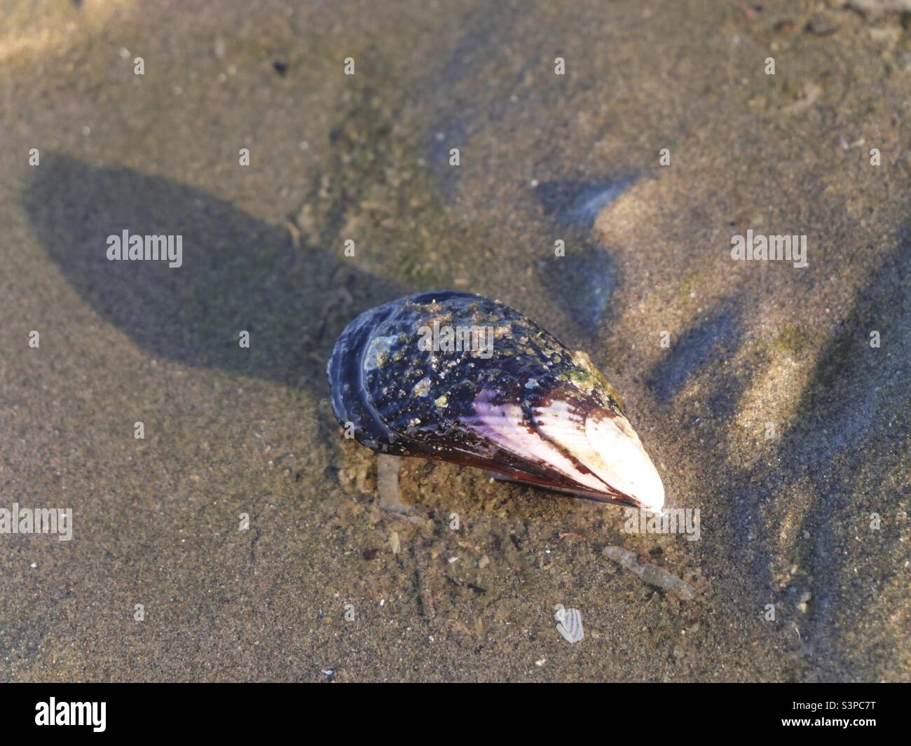 Shell on beach hi-res stock photography and images - Alamy