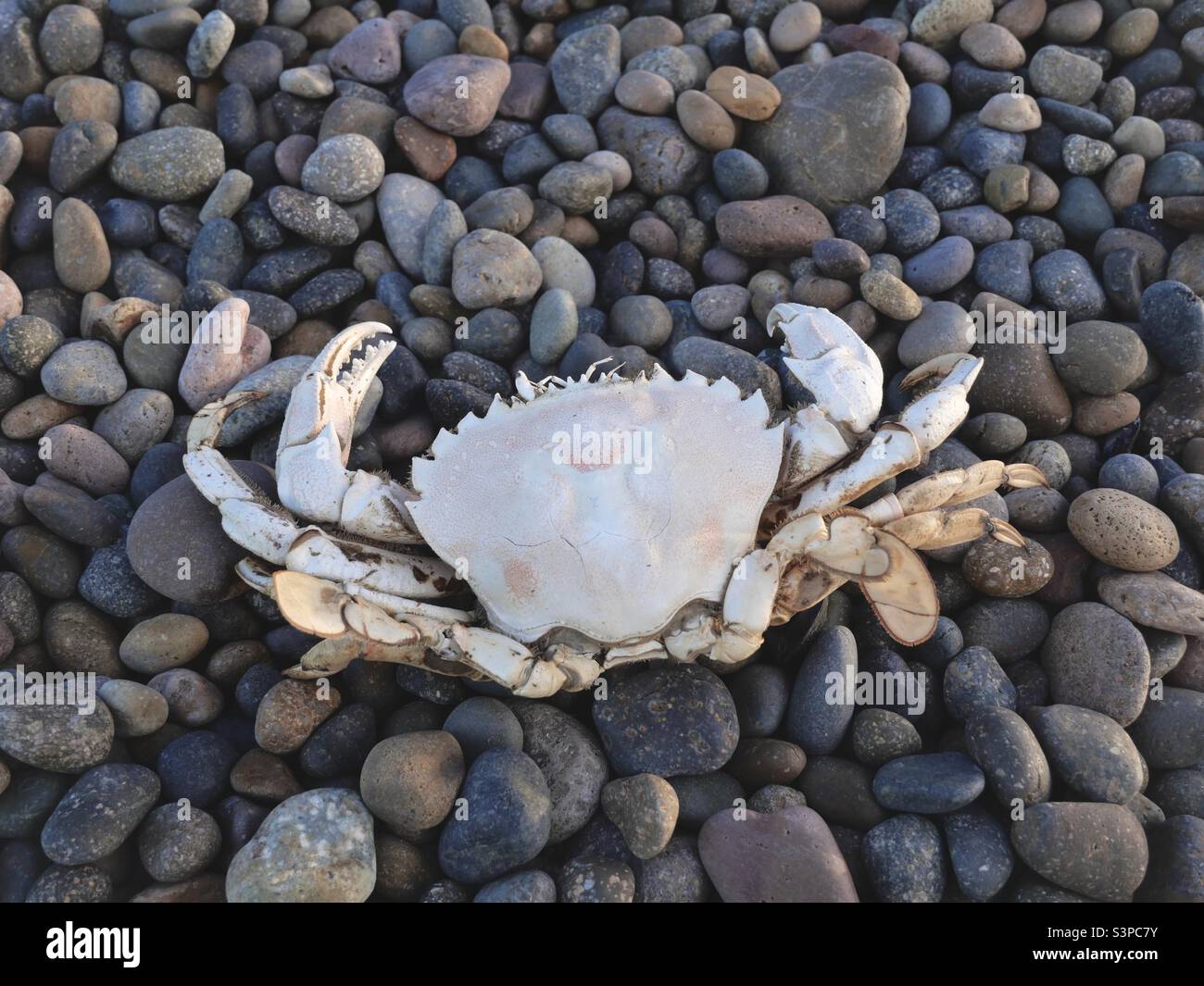 Shell on beach hi-res stock photography and images - Alamy