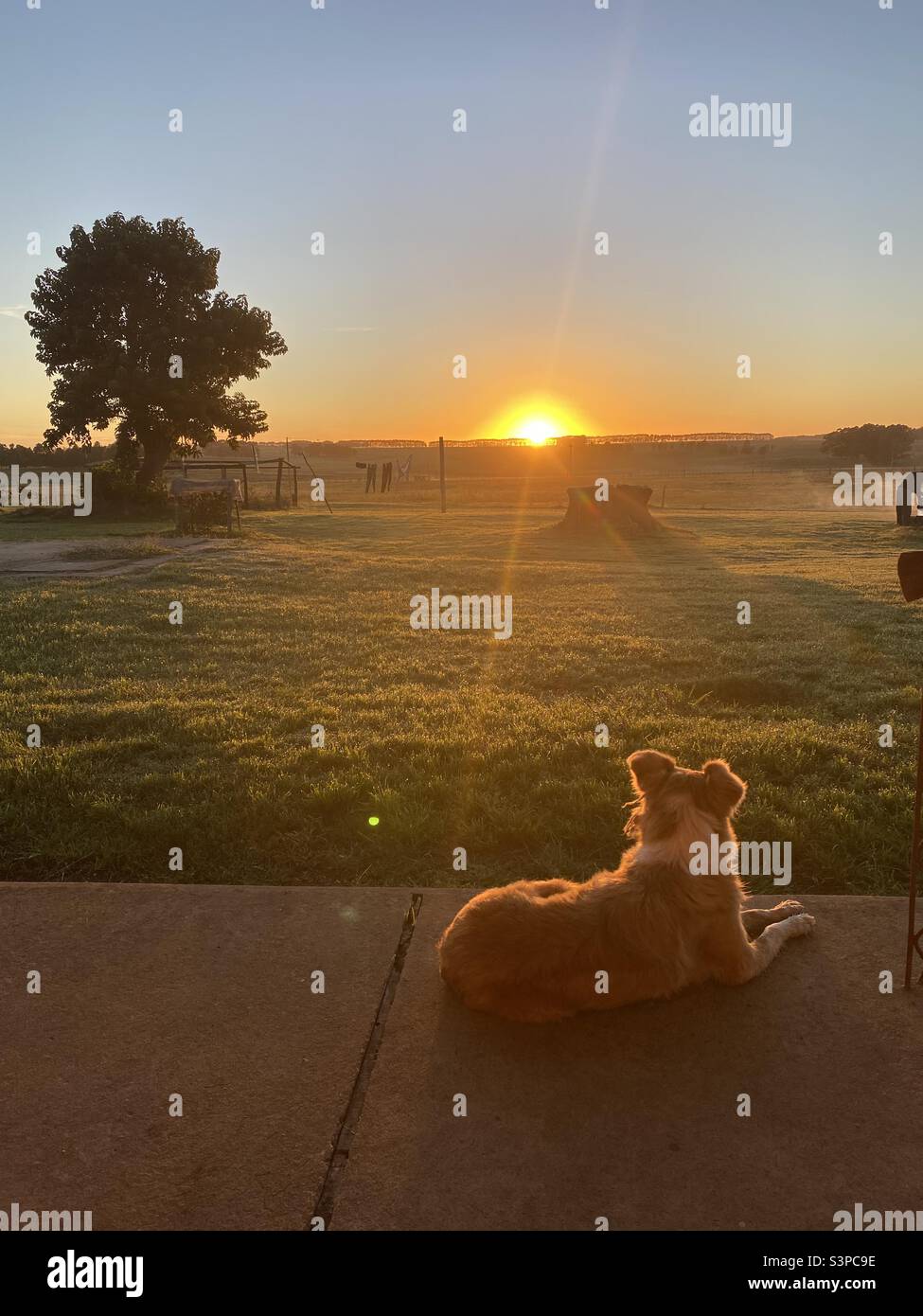 Dog sunrise hi-res stock photography and images - Alamy