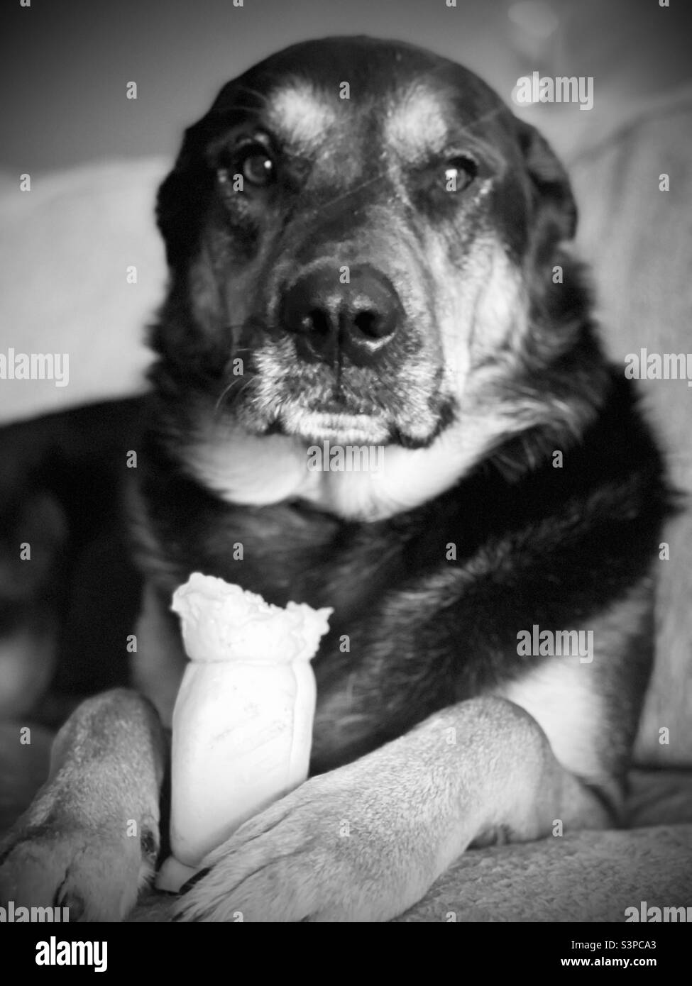Dog bone Black and White Stock Photos & Images - Alamy