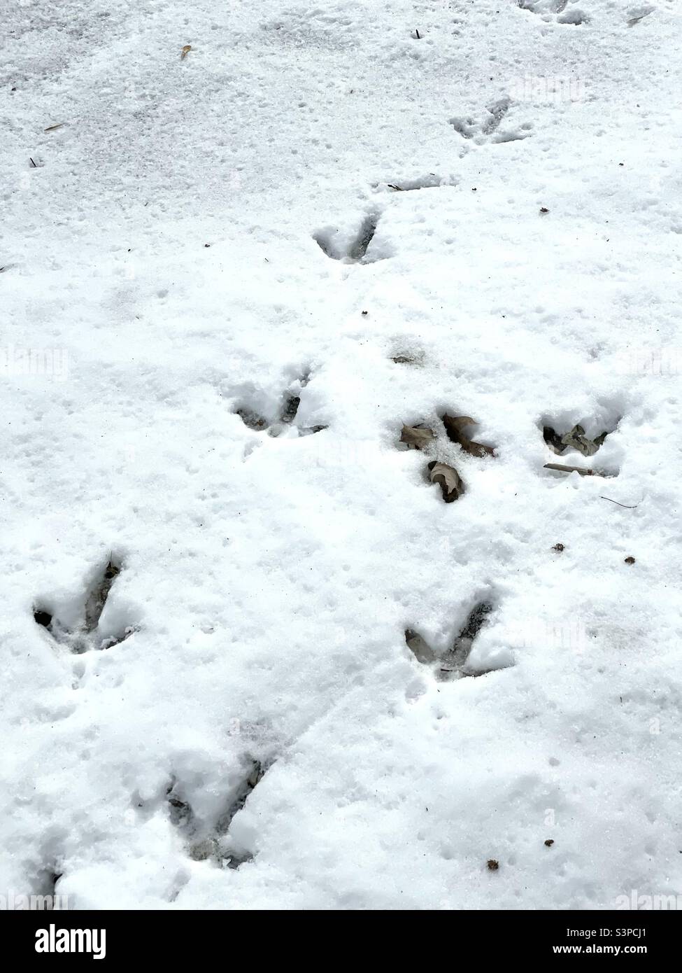 Chicken Tracks