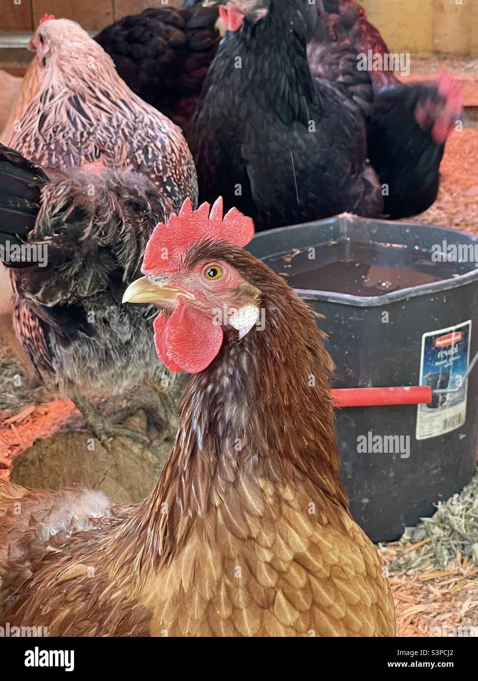 Chicken beak hi-res stock photography and images - Alamy