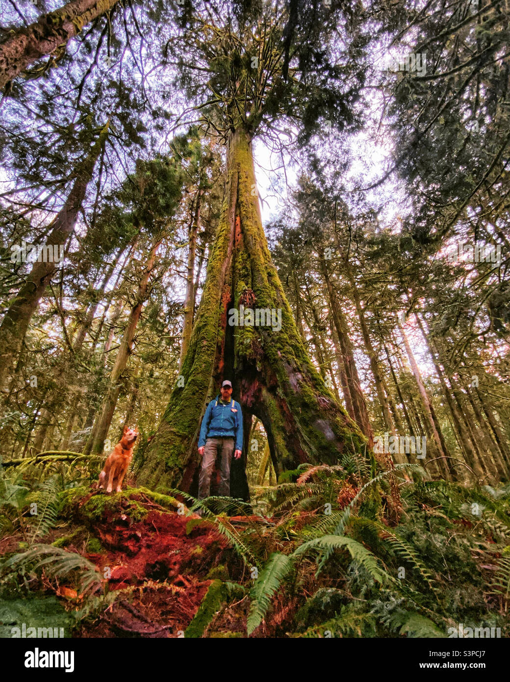Giant man forest hi-res stock photography and images - Alamy