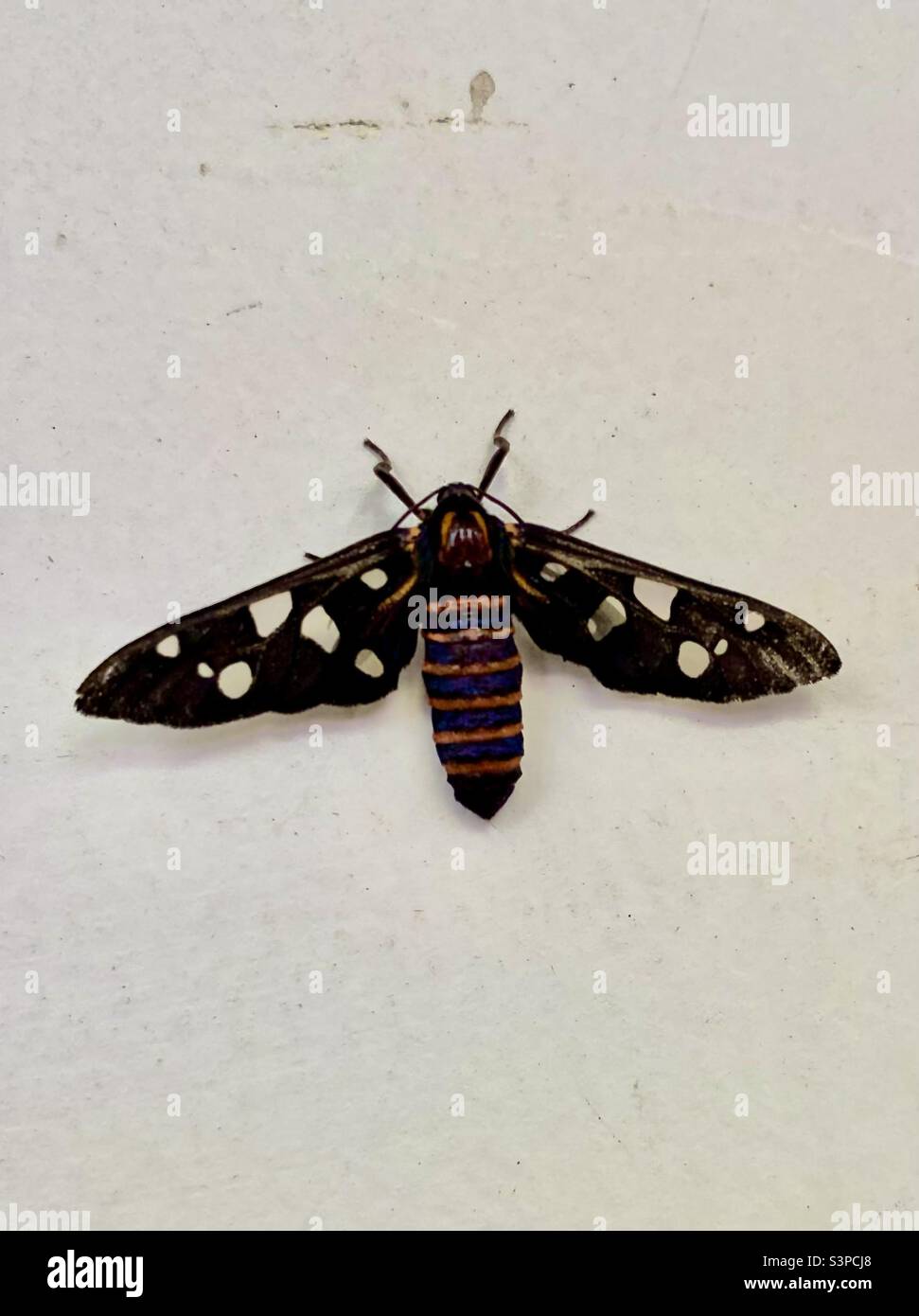 Rare moth hi-res stock photography and images - Alamy