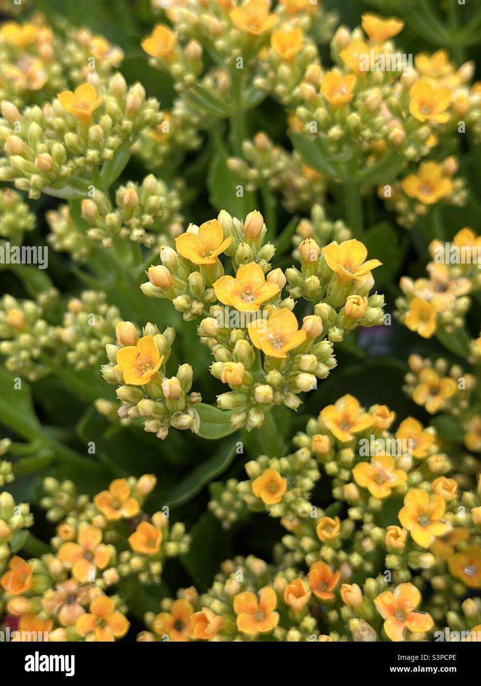 Yellow sedum flowers Stock Photo - Alamy