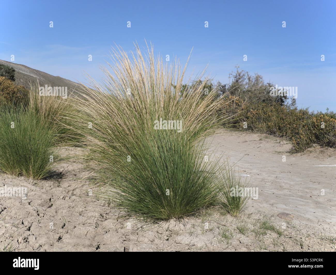 Plants of desert hi-res stock photography and images - Alamy