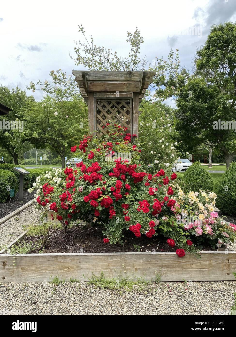 The side of a trellis with vintage roses growing Stock Photo - Alamy