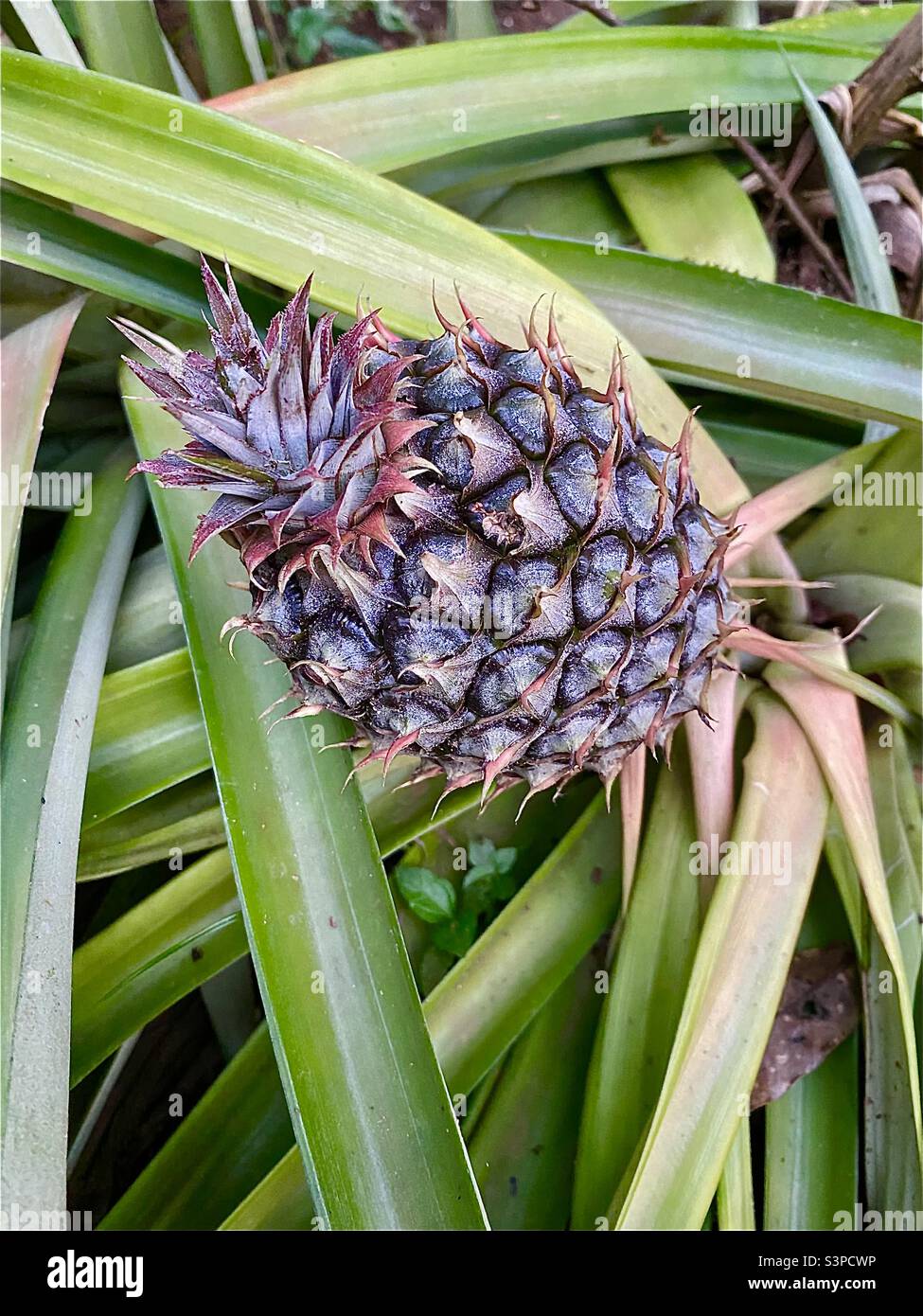 Pineapple tree hi-res stock photography and images - Alamy