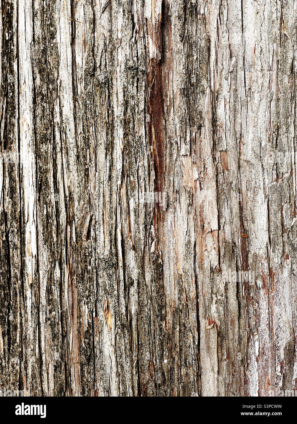 Tree bark natural background Stock Photo - Alamy
