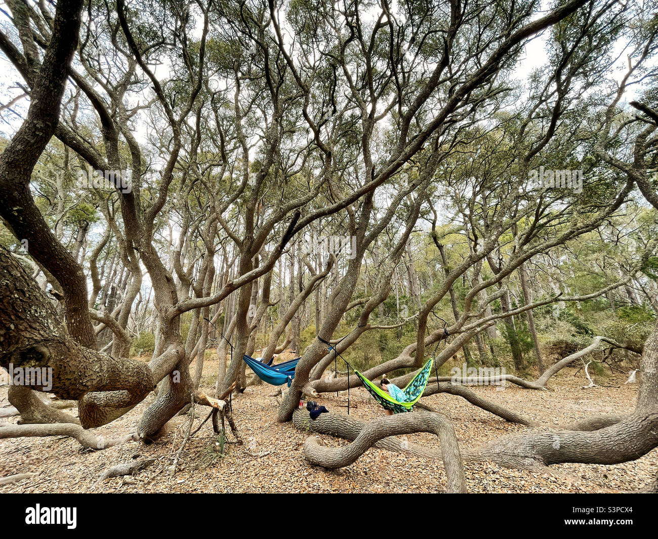 Octopus tree hi-res stock photography and images - Alamy