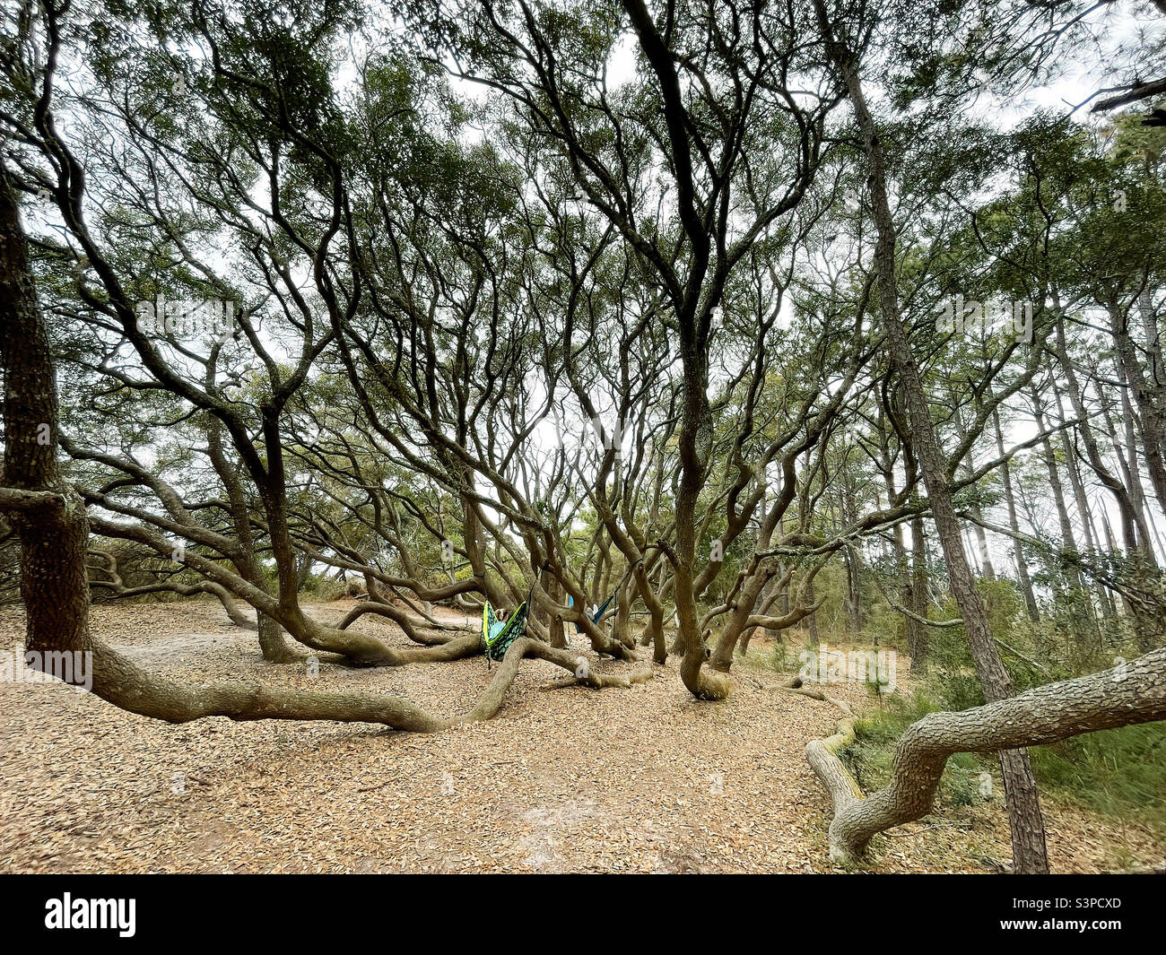 Young women relaxing in hammocks within the famous Octopus Tree at ...