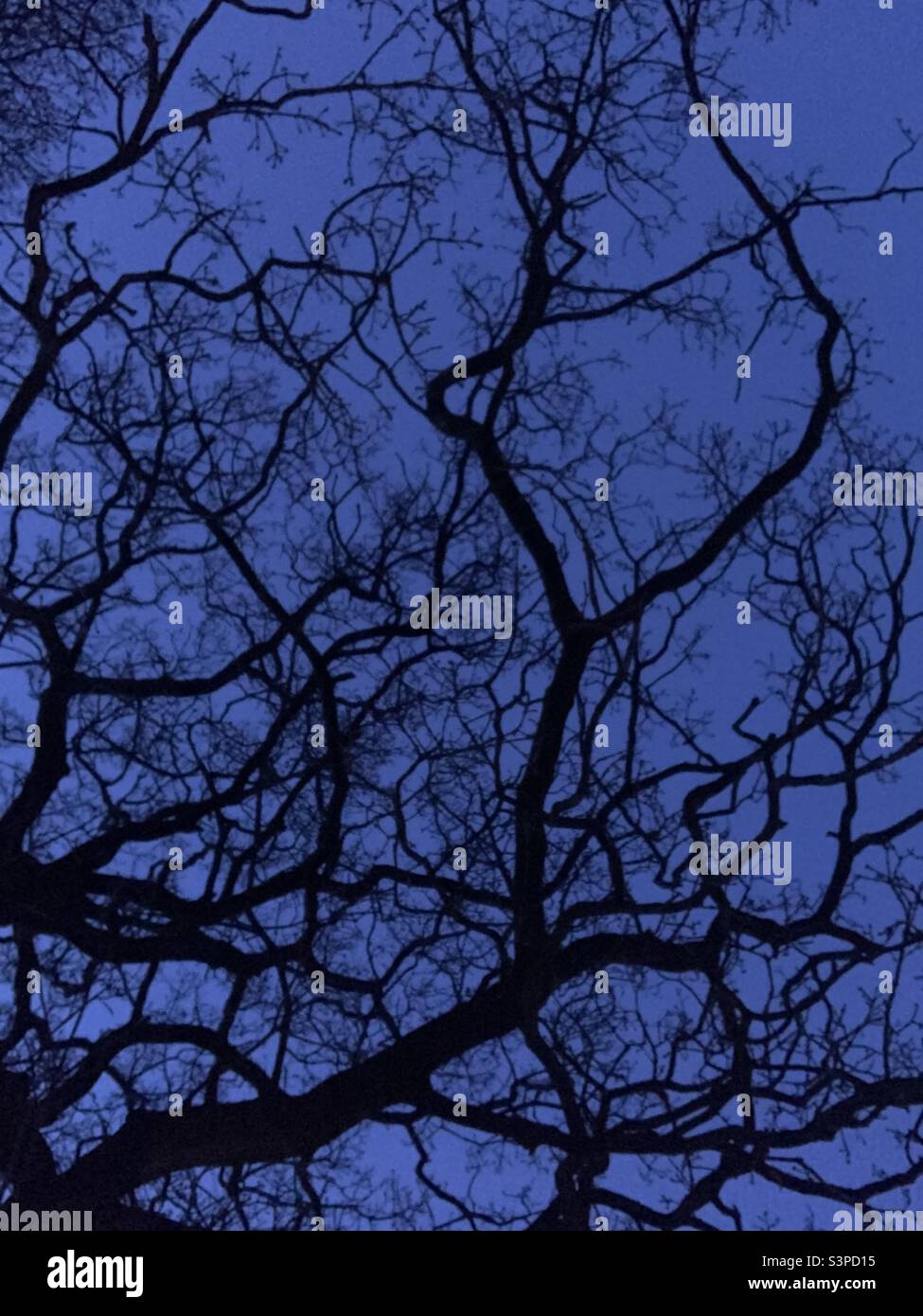 Tree at night Stock Photo - Alamy