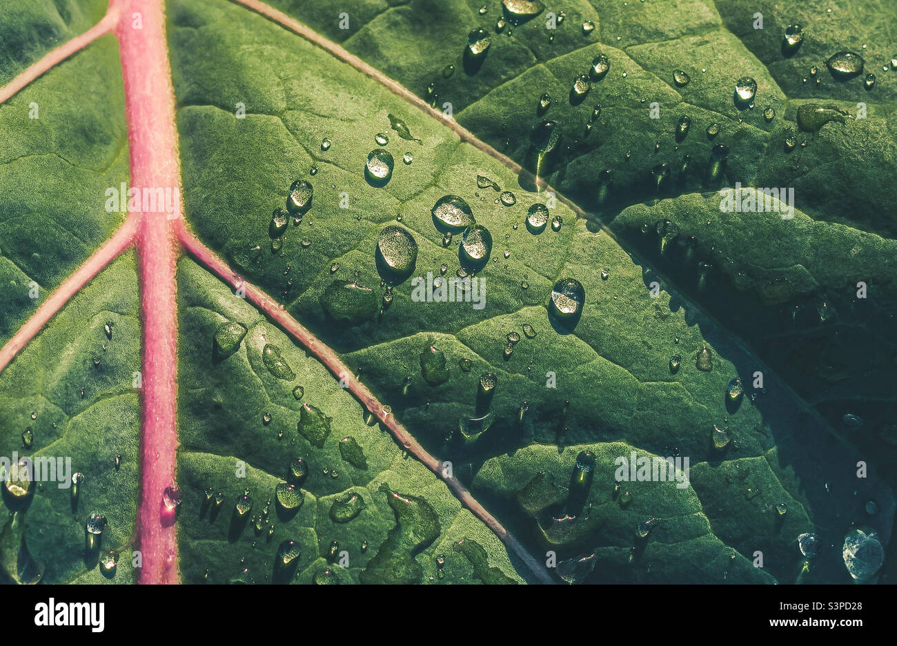 Raindrops on a leaf of a walking stick cabbage Stock Photo - Alamy