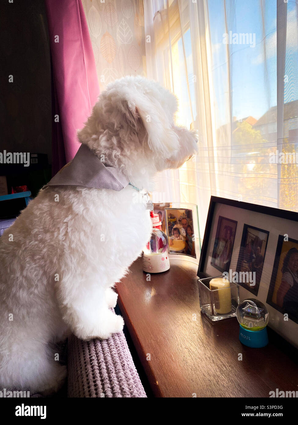 Cavapoo puppy dos stood looking out of the window Stock Photo - Alamy