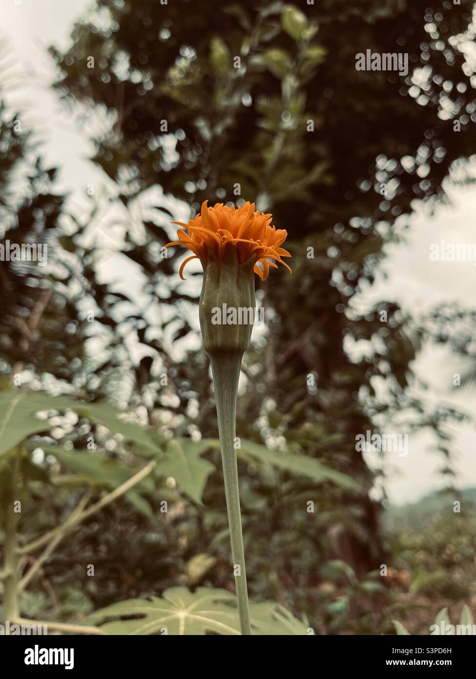 Natural flowers hi-res stock photography and images - Alamy