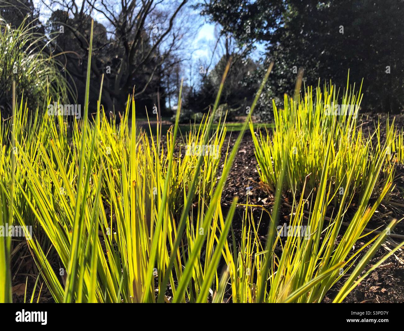 Carex Elata Aurea, Bowles Golden Sedge in the morning sun Stock Photo ...