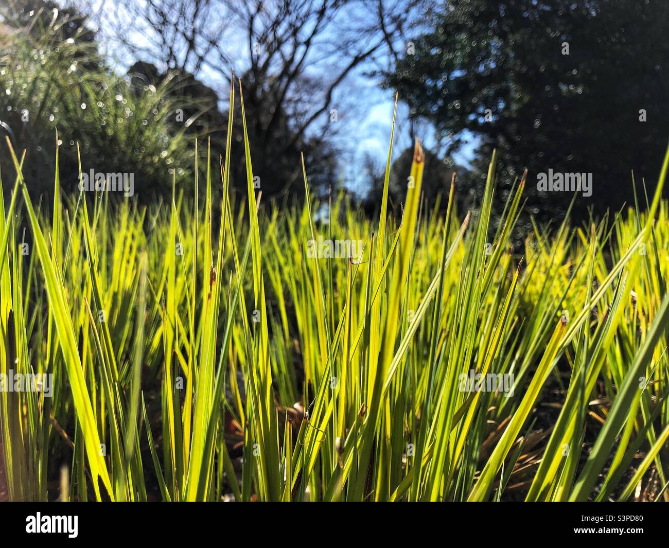 Carex Elata Aurea, Bowles Golden Sedge lit up by the morning sun Stock ...