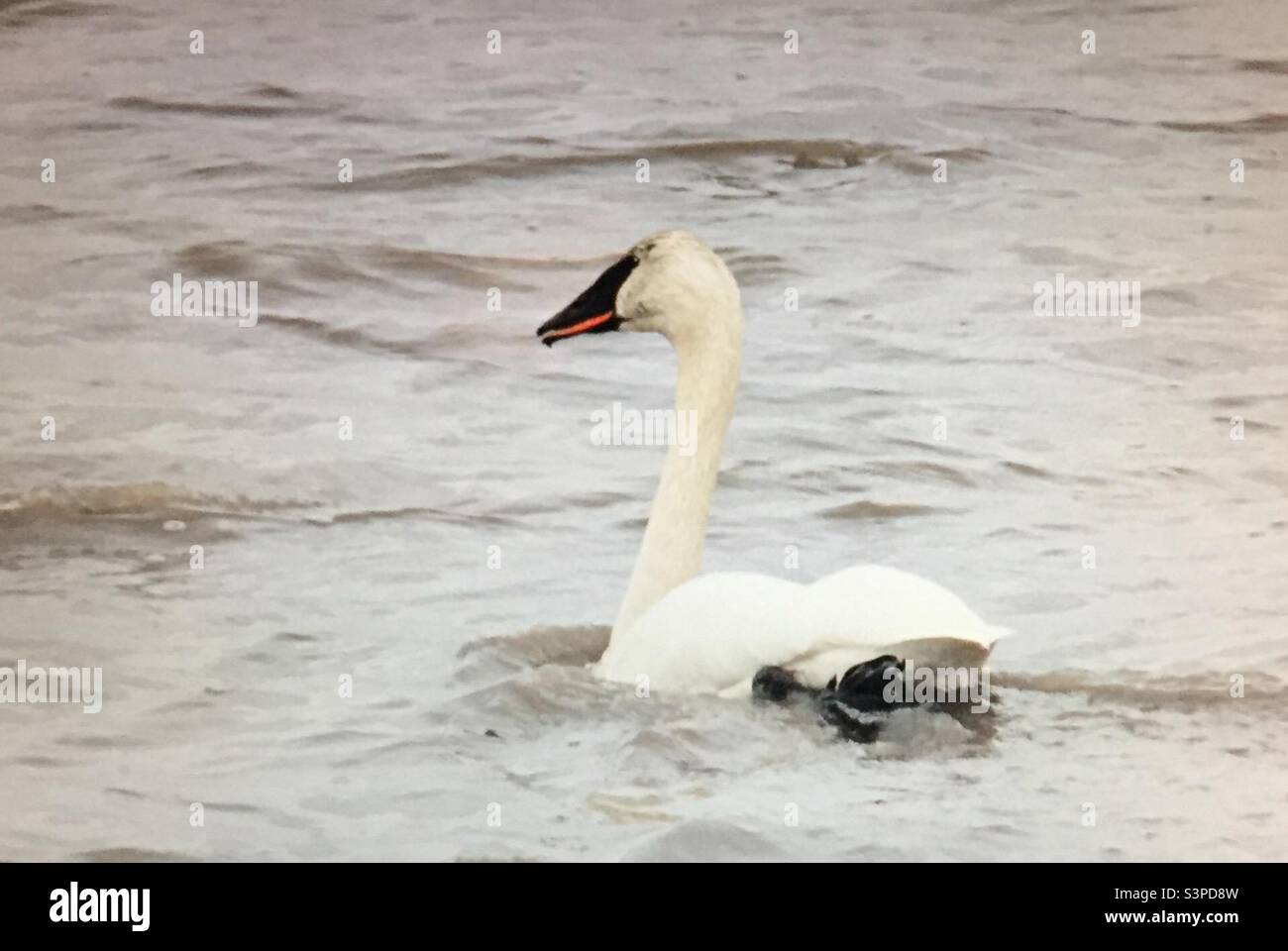 Trumpeter swan, wildlife, birds of North America Stock Photo - Alamy