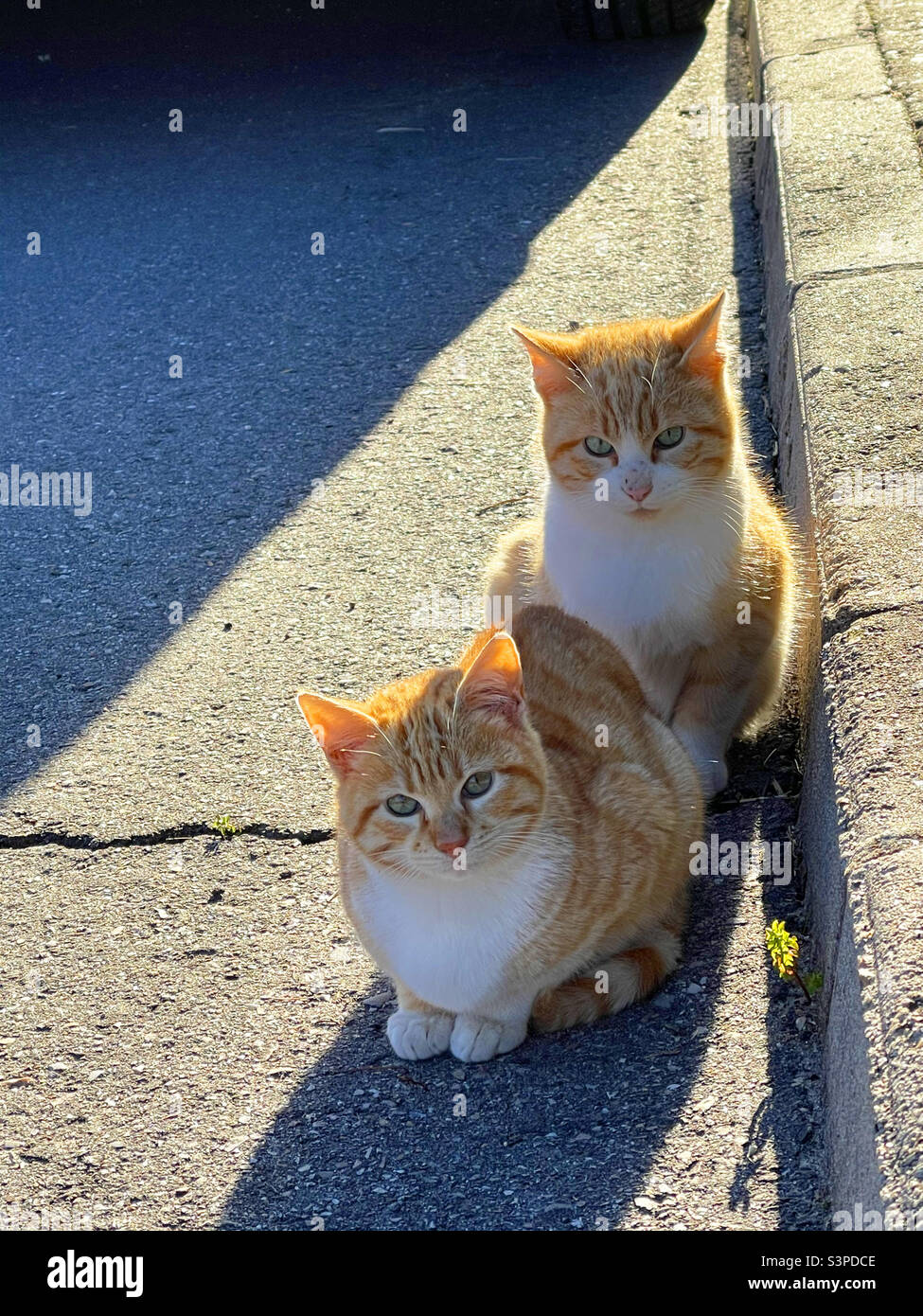 Two tabby and white cats Stock Photo - Alamy