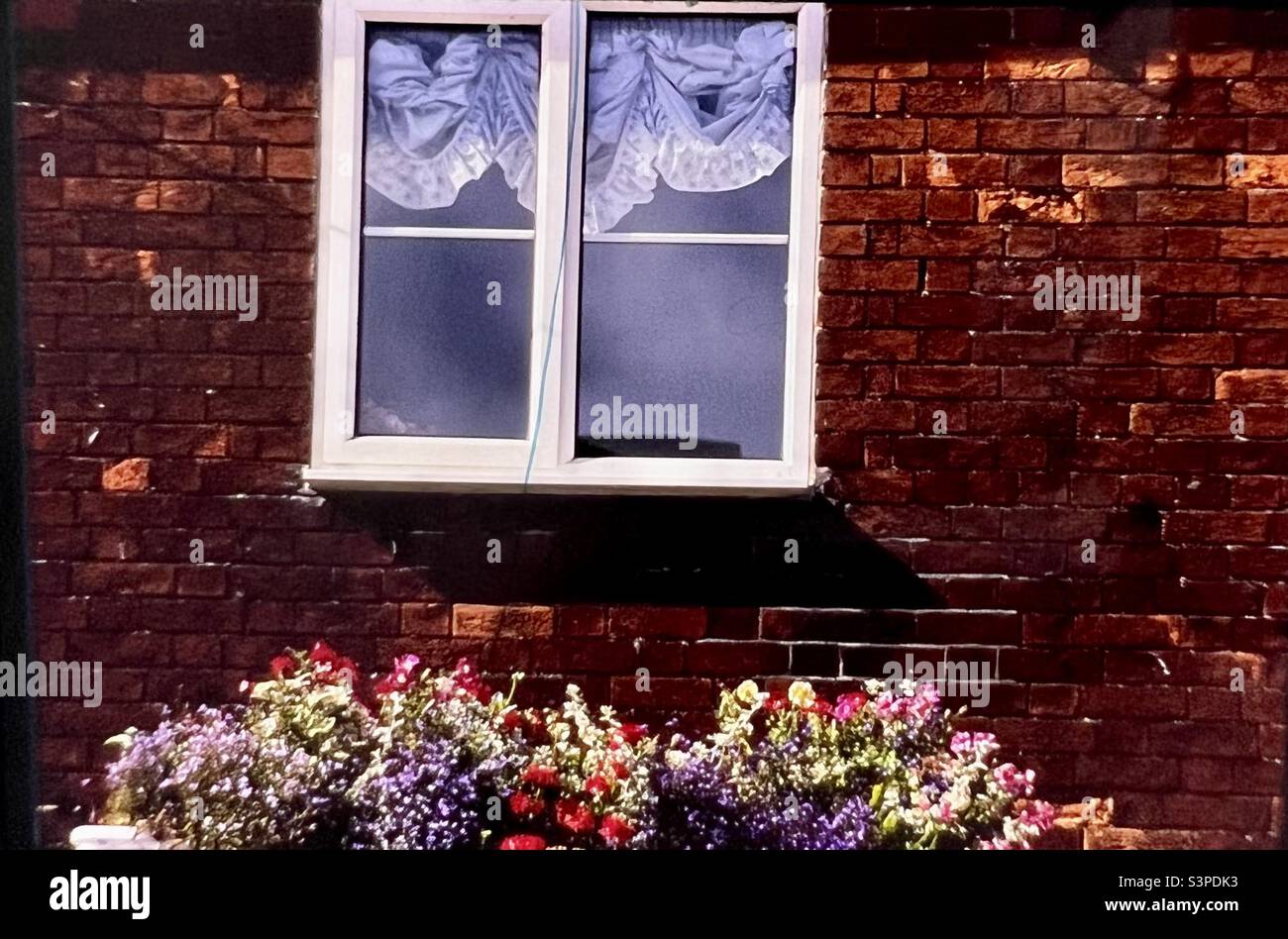 Front garden in front of window in UK Stock Photo - Alamy